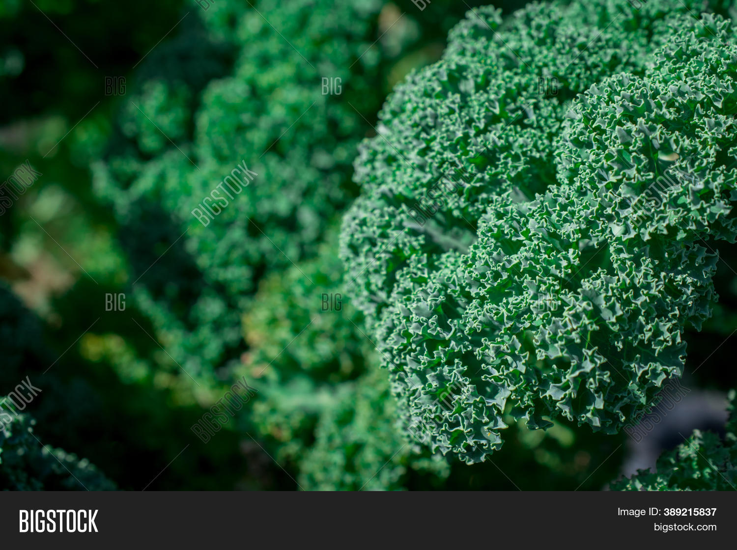 Green Kale Leaves Image & Photo (Free Trial) | Bigstock