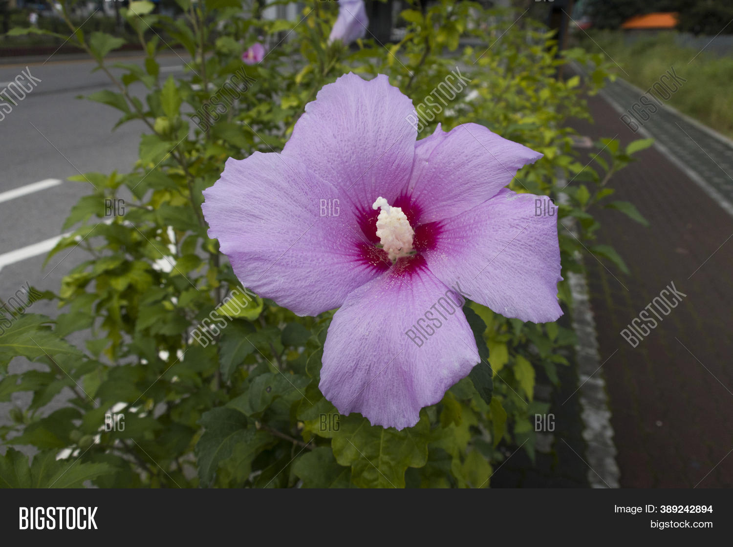 Rose Sharon Flower Image & Photo (Free Trial) | Bigstock