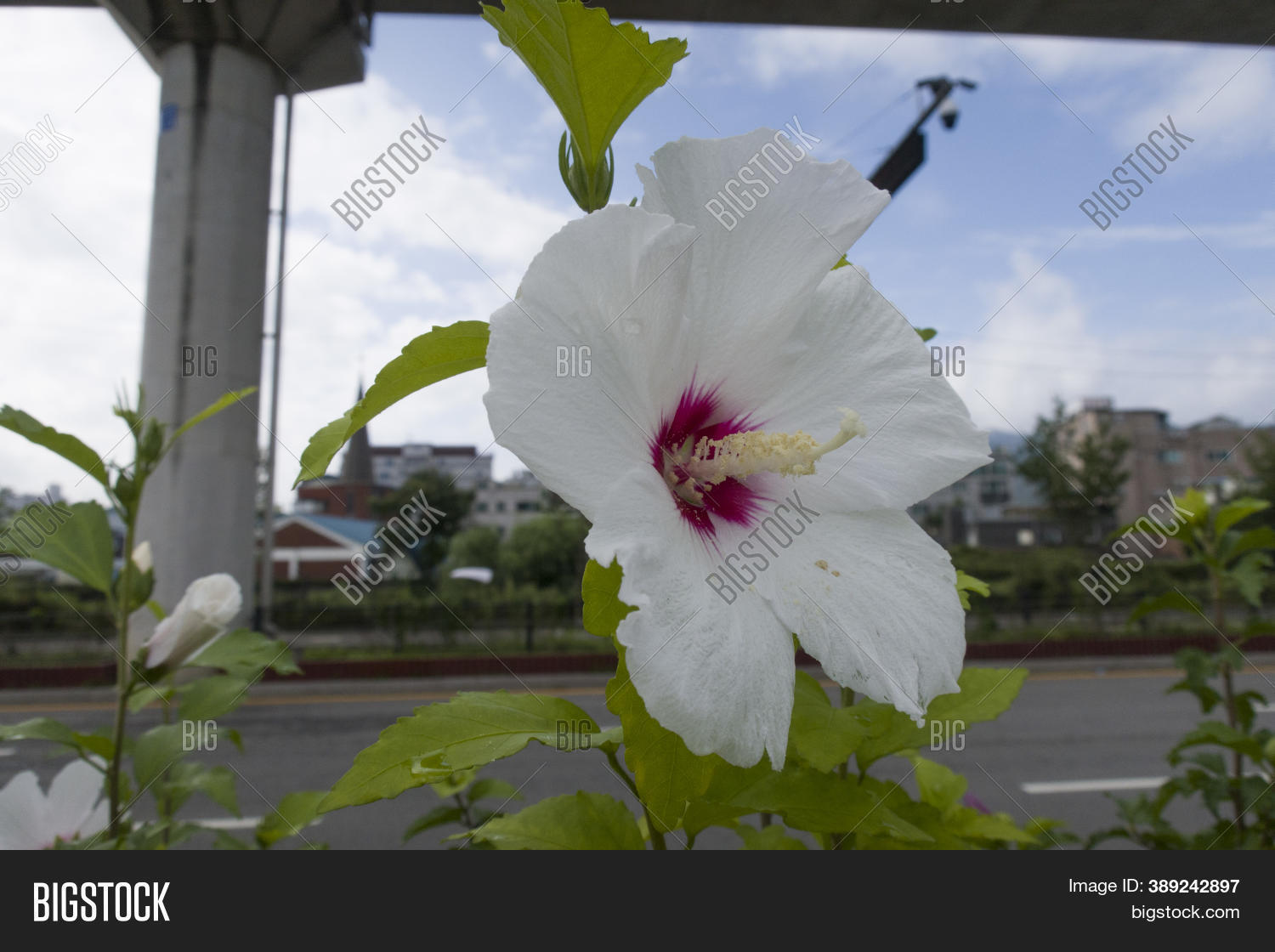 Rose Sharon Flower Image & Photo (Free Trial) | Bigstock