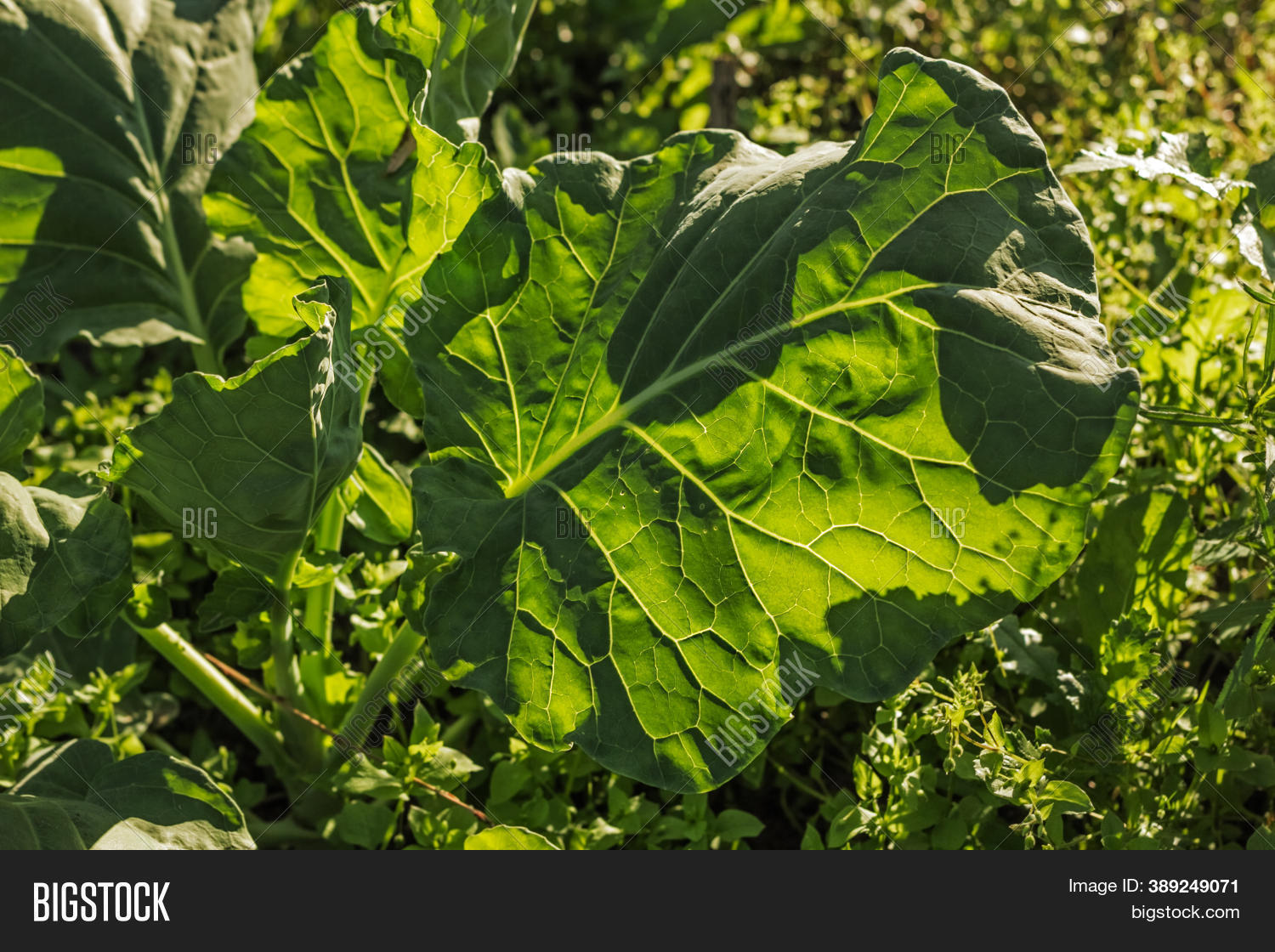 Big Real Green Leaf Image & Photo (Free Trial) | Bigstock
