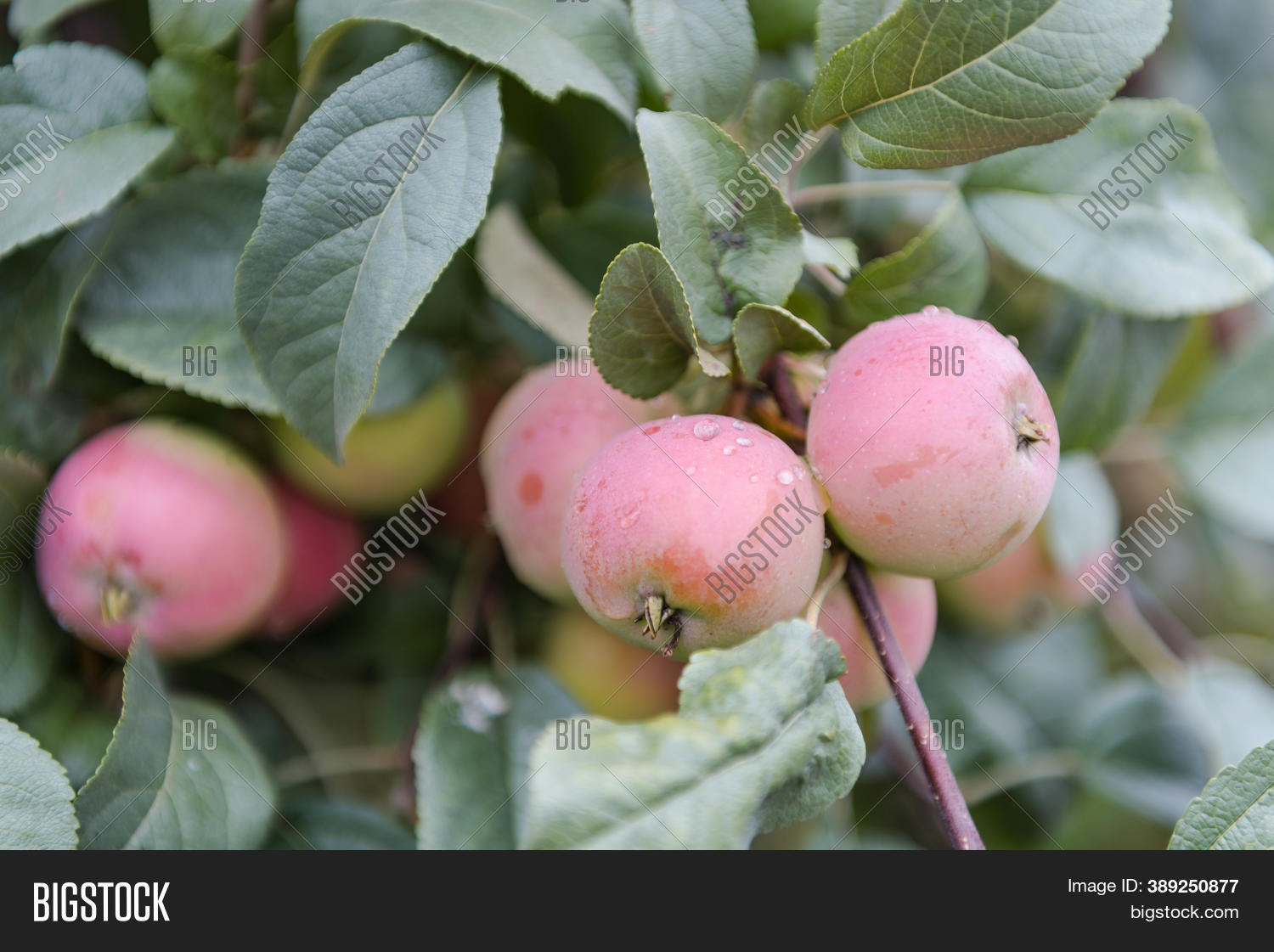Apples Hanging On Tree Image & Photo (Free Trial) | Bigstock