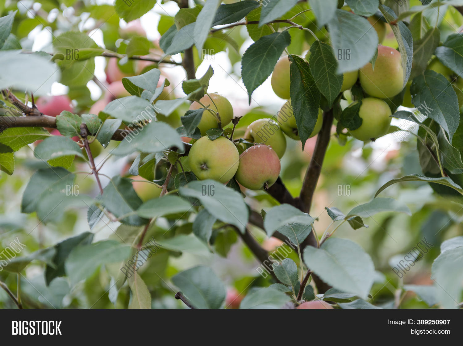 Apples Hanging On Tree Image & Photo (Free Trial) | Bigstock