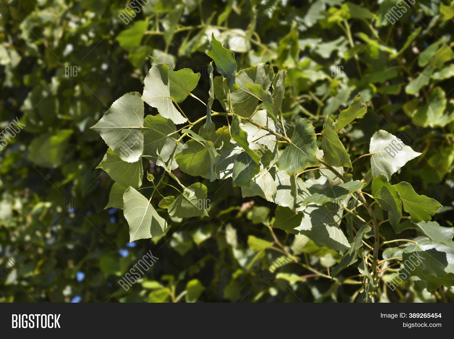 Lombardy Poplar - Image & Photo (Free Trial) | Bigstock