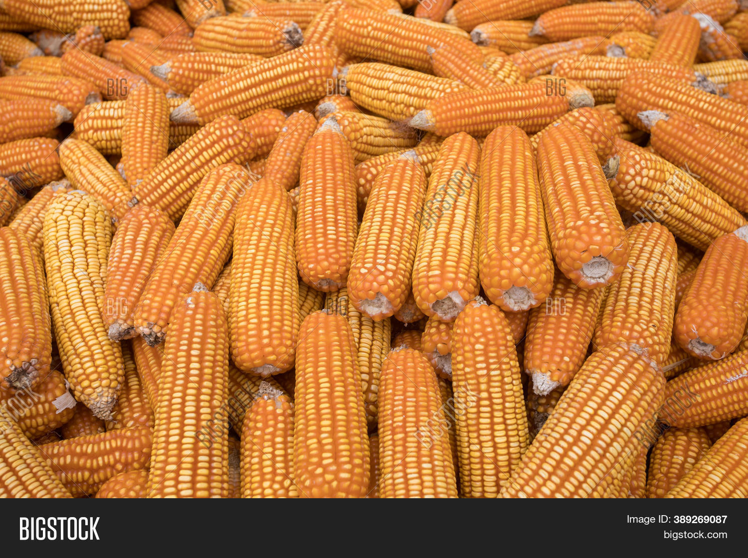 Beautiful Ripe Yellow Image & Photo (Free Trial) | Bigstock