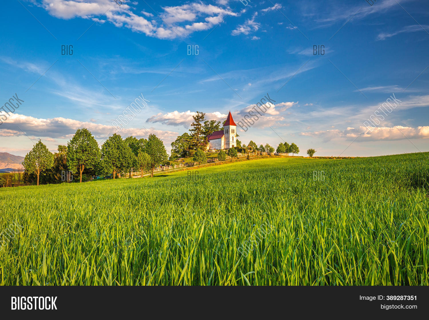 Field Tall Green Grass Image & Photo (Free Trial) | Bigstock
