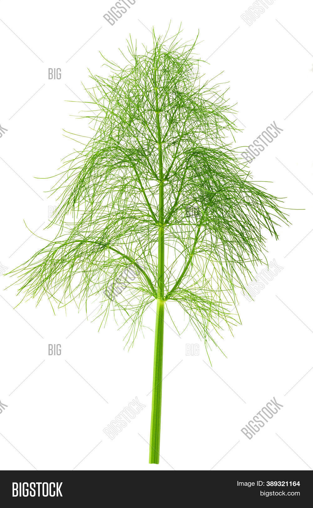 Fresh Wild Fennel Image & Photo (Free Trial) | Bigstock