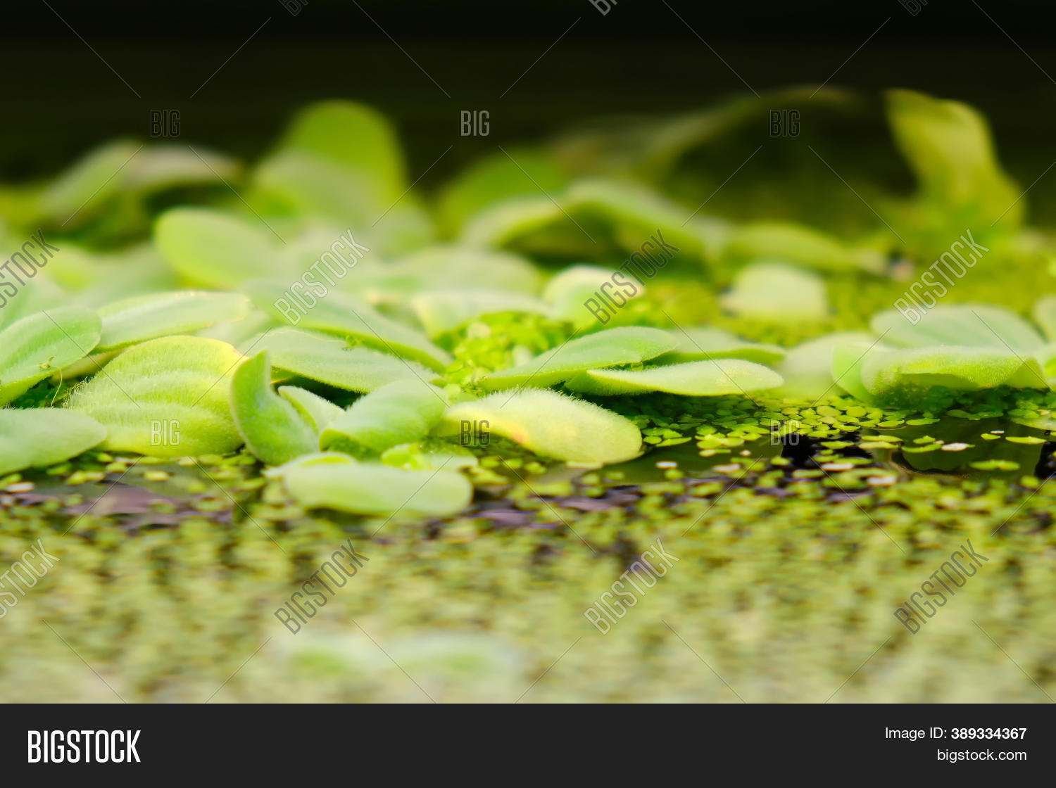 Pistia Genus Aquatic Image & Photo (Free Trial) | Bigstock