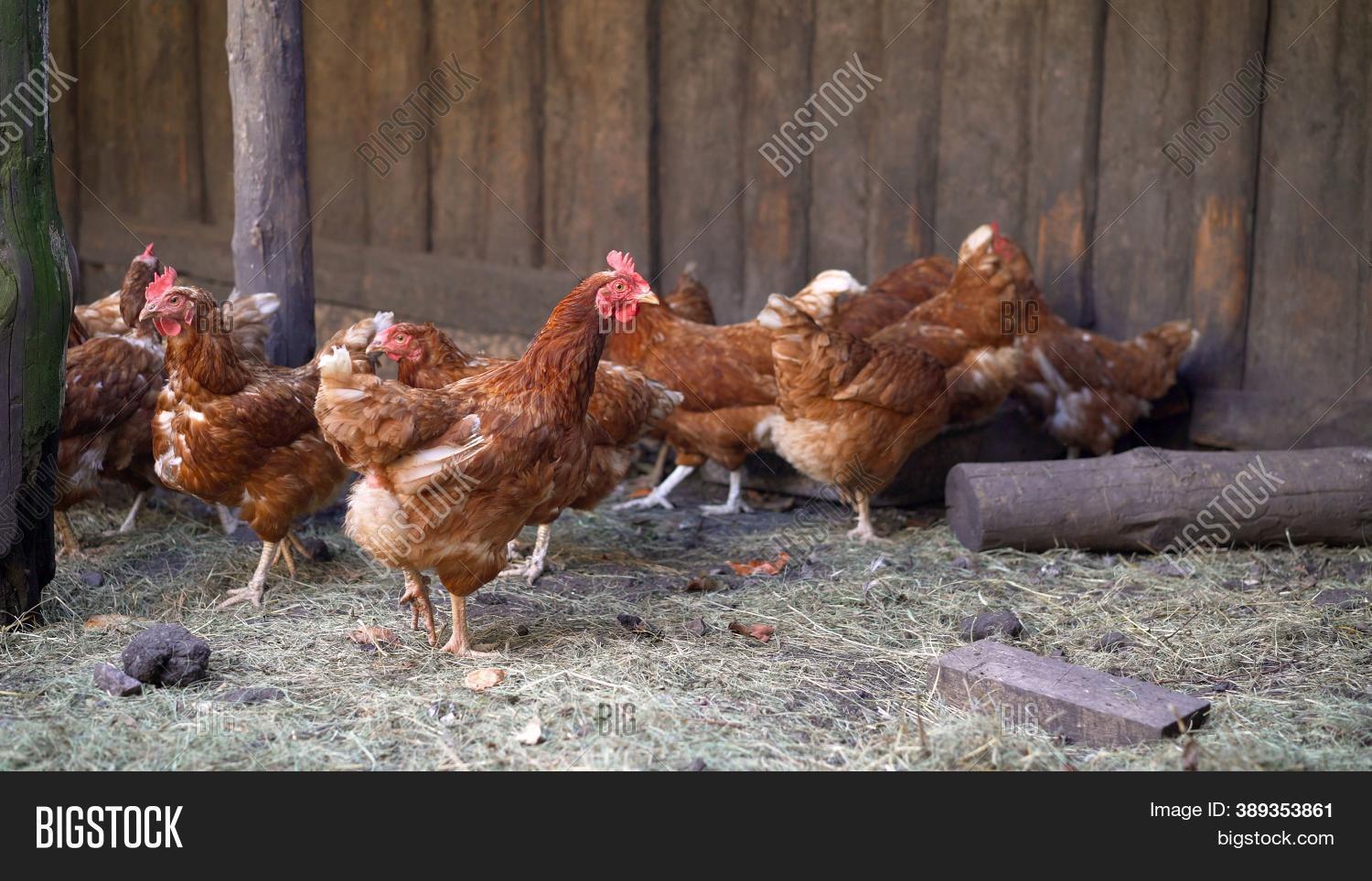 Brown Laying Hens On Image & Photo (Free Trial) | Bigstock