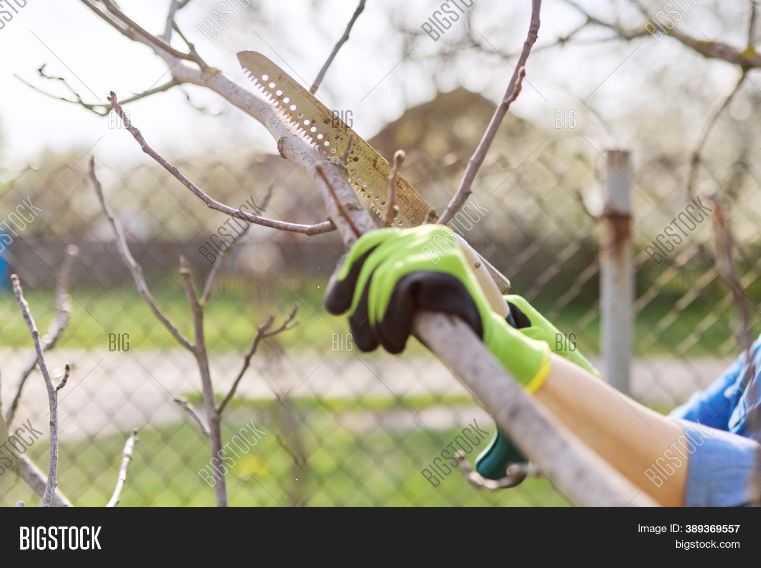Spring Pruning Trees Image & Photo (Free Trial) | Bigstock