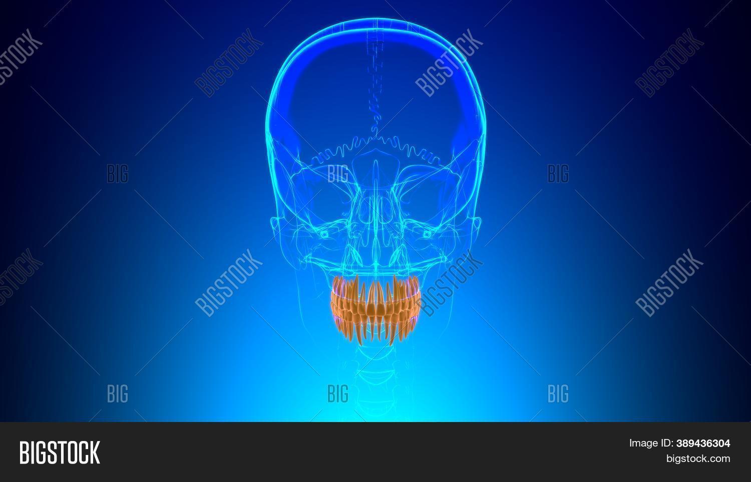 Human Teeth Anatomy 3D Image & Photo (Free Trial) | Bigstock