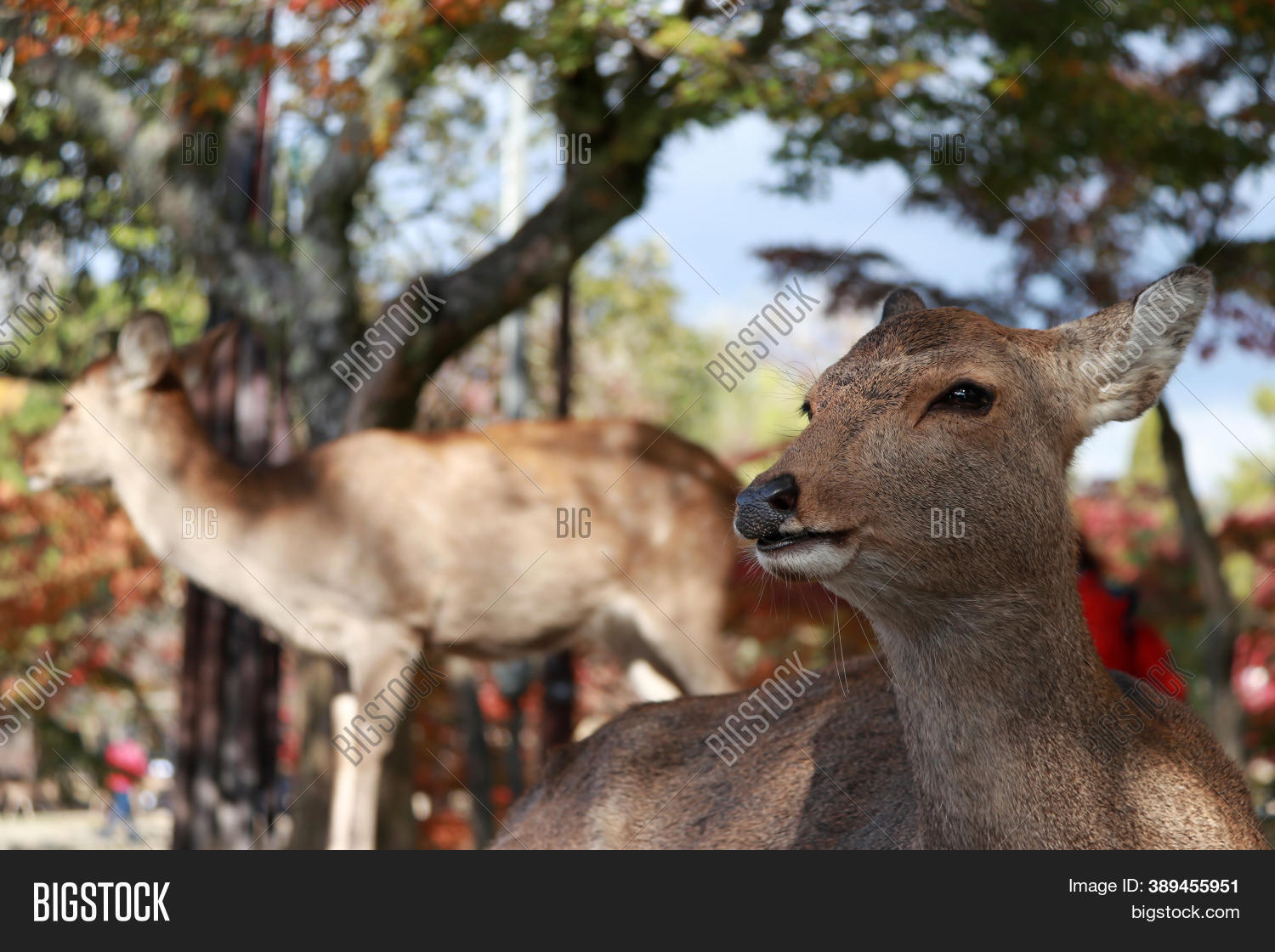 Deer Laying Down On Image & Photo (Free Trial) | Bigstock