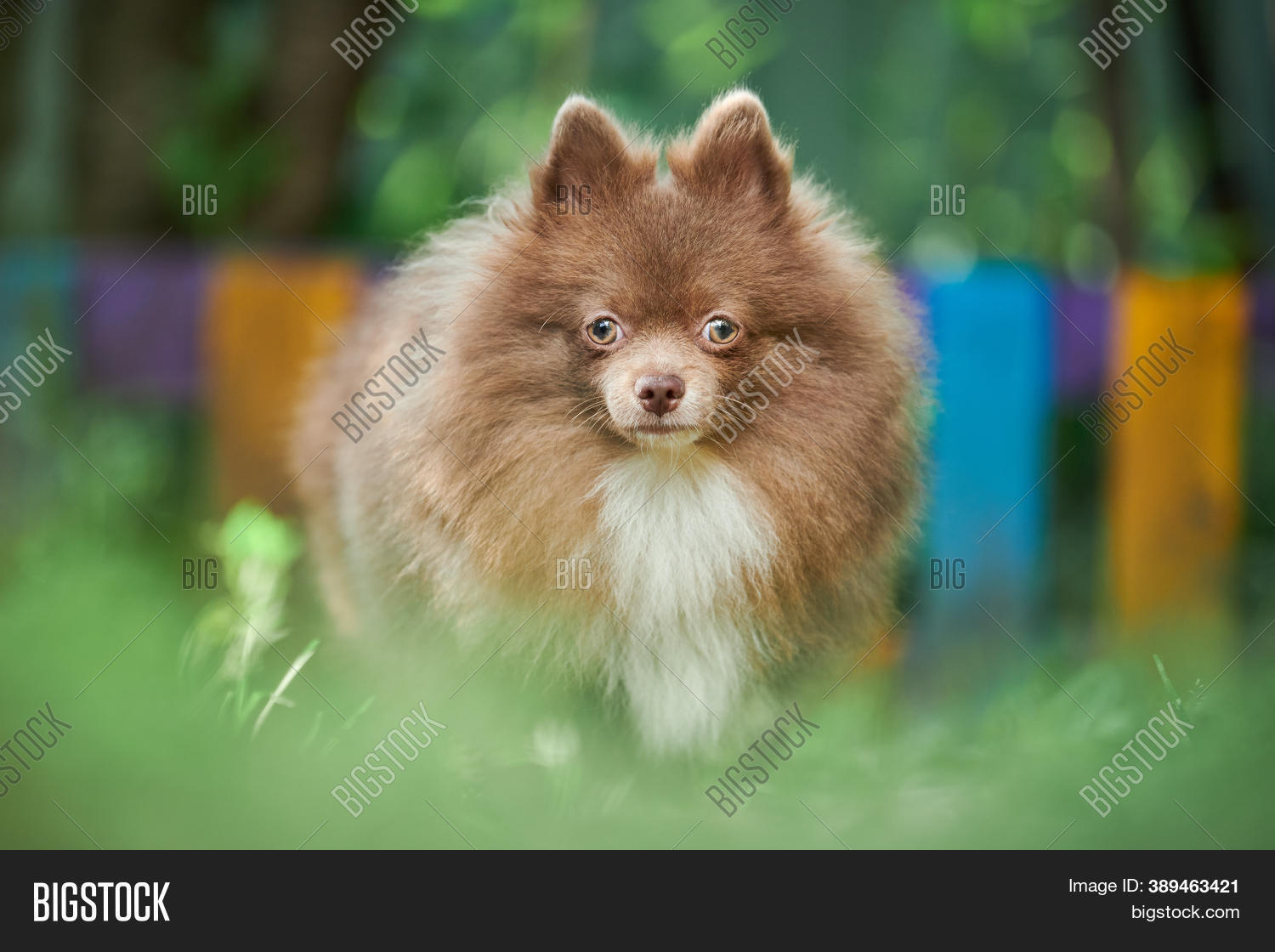 Pomeranian Spitz Dog Image & Photo (Free Trial) | Bigstock