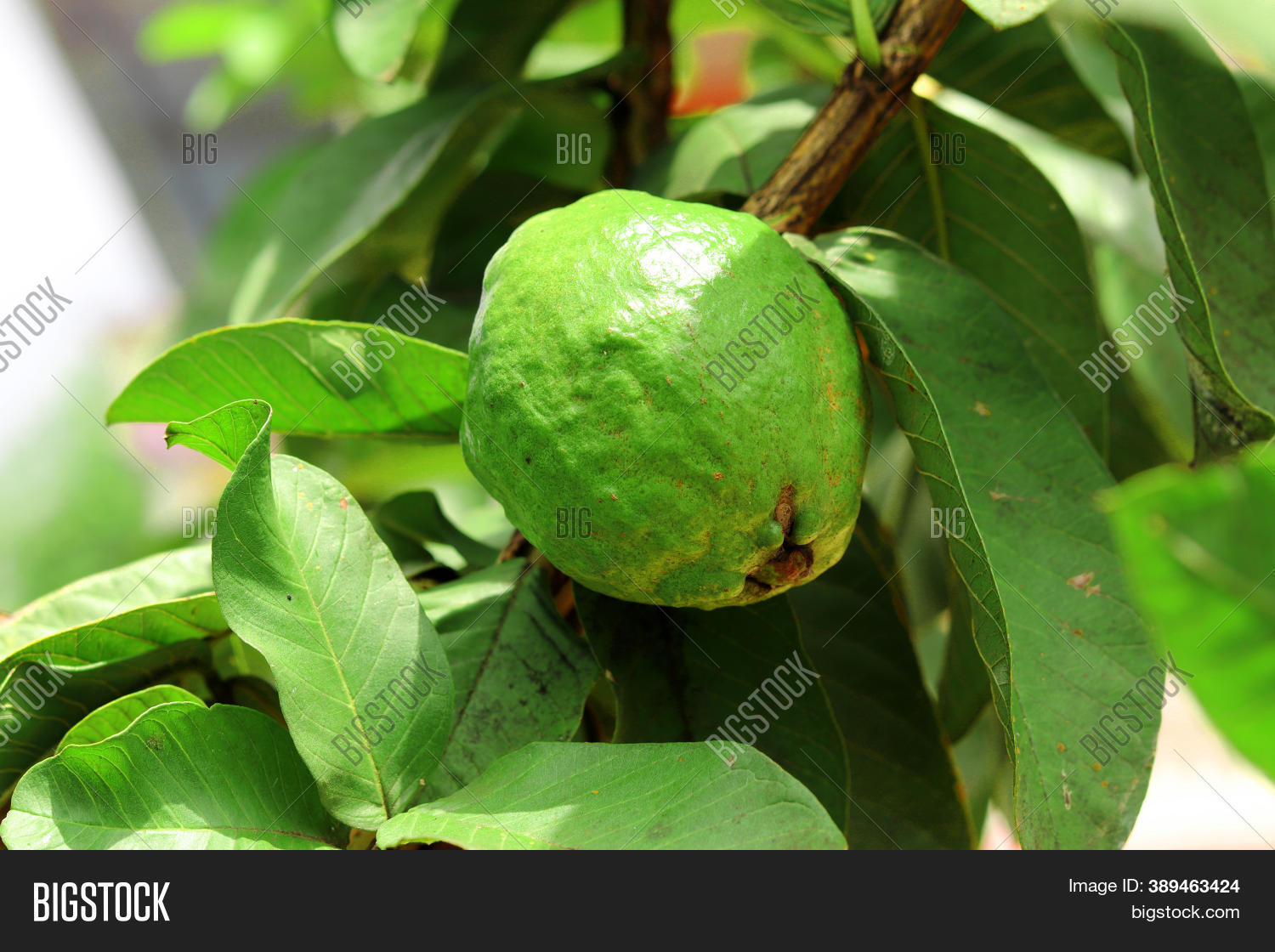Guava Fruits Tree, Image & Photo (Free Trial) | Bigstock