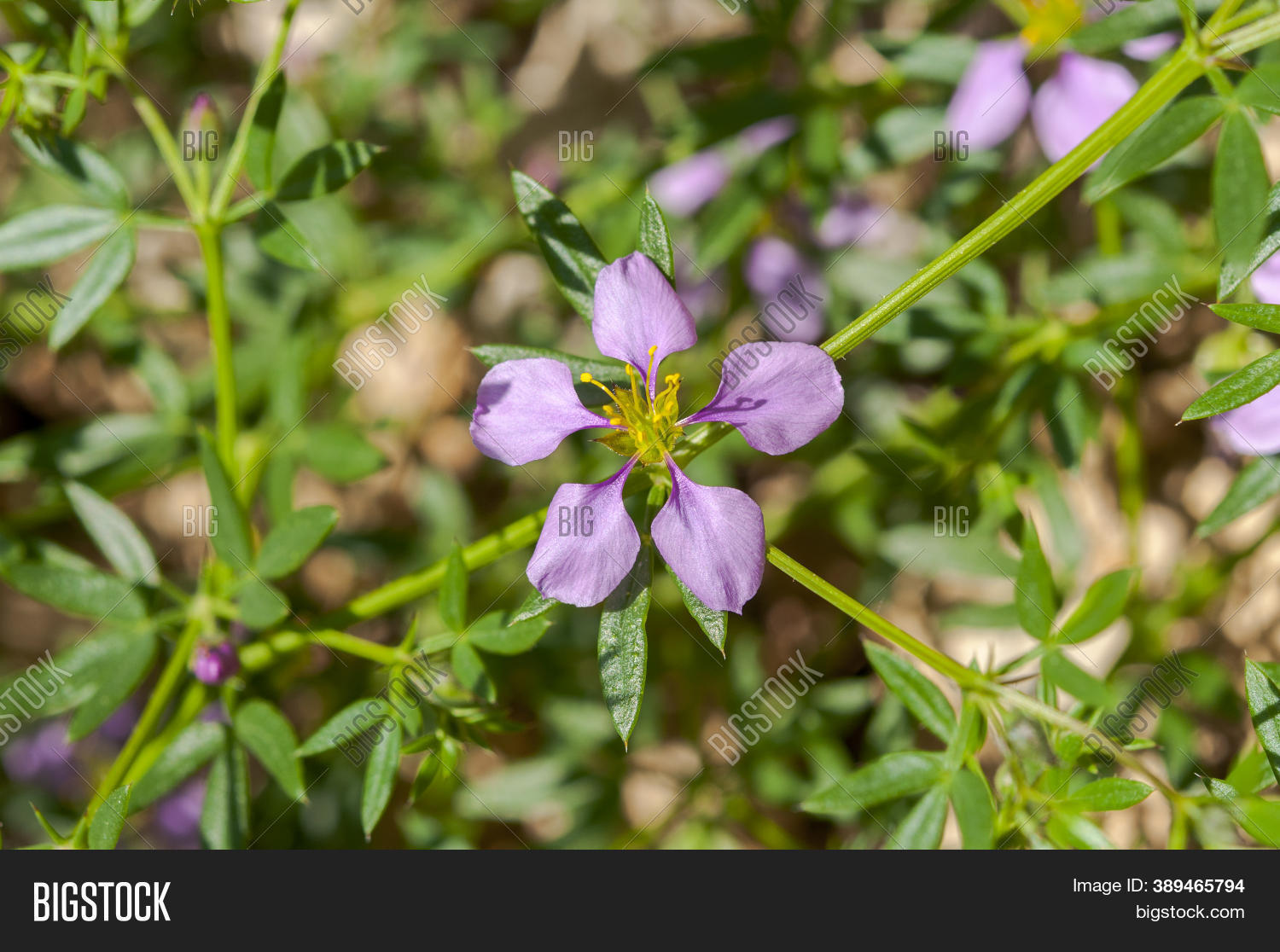 Flowers Fagonia Image & Photo (Free Trial) | Bigstock
