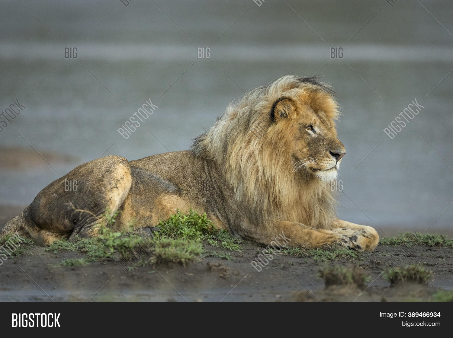 Majestic Male Lion Image & Photo (Free Trial) | Bigstock