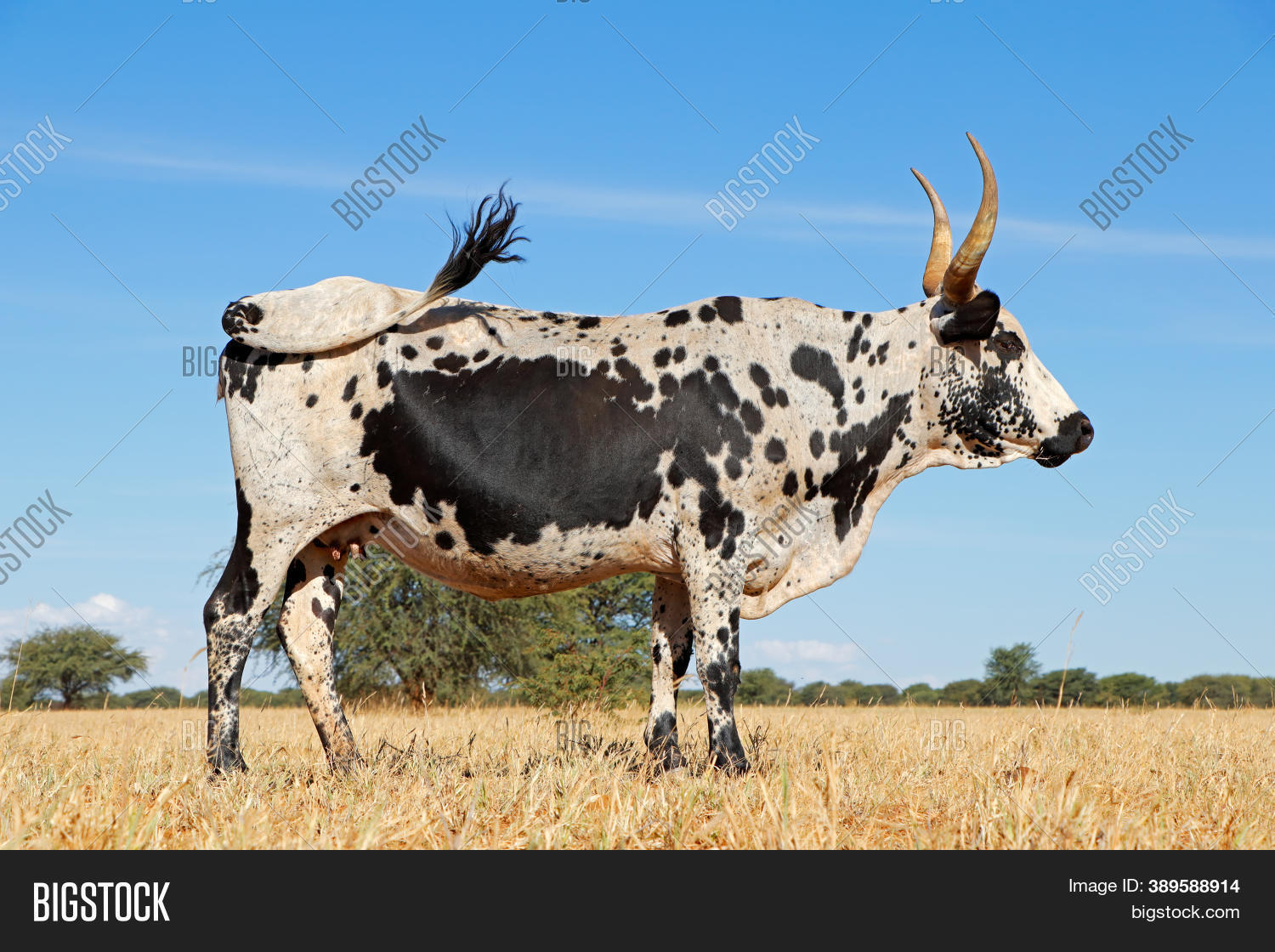 Nguni Cow - Indigenous Image & Photo (Free Trial) | Bigstock