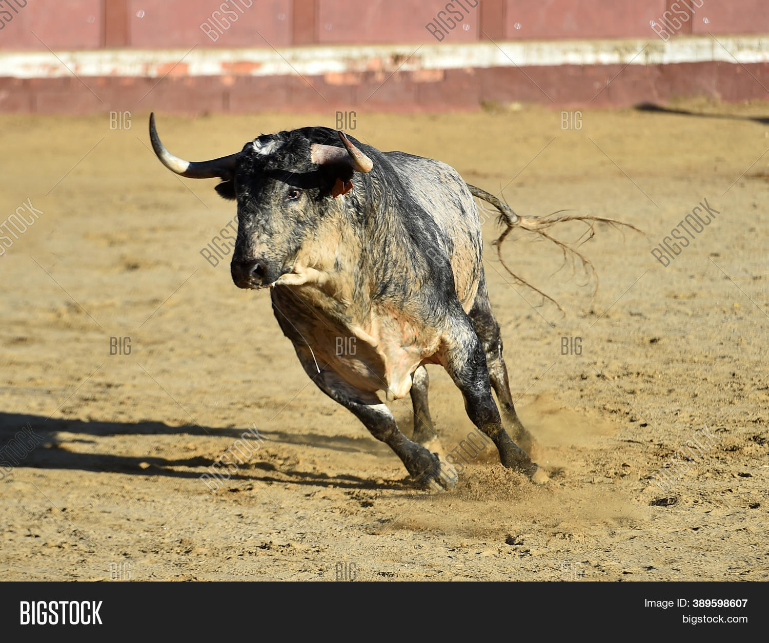 Strong Powerful Bull Image & Photo (Free Trial) | Bigstock