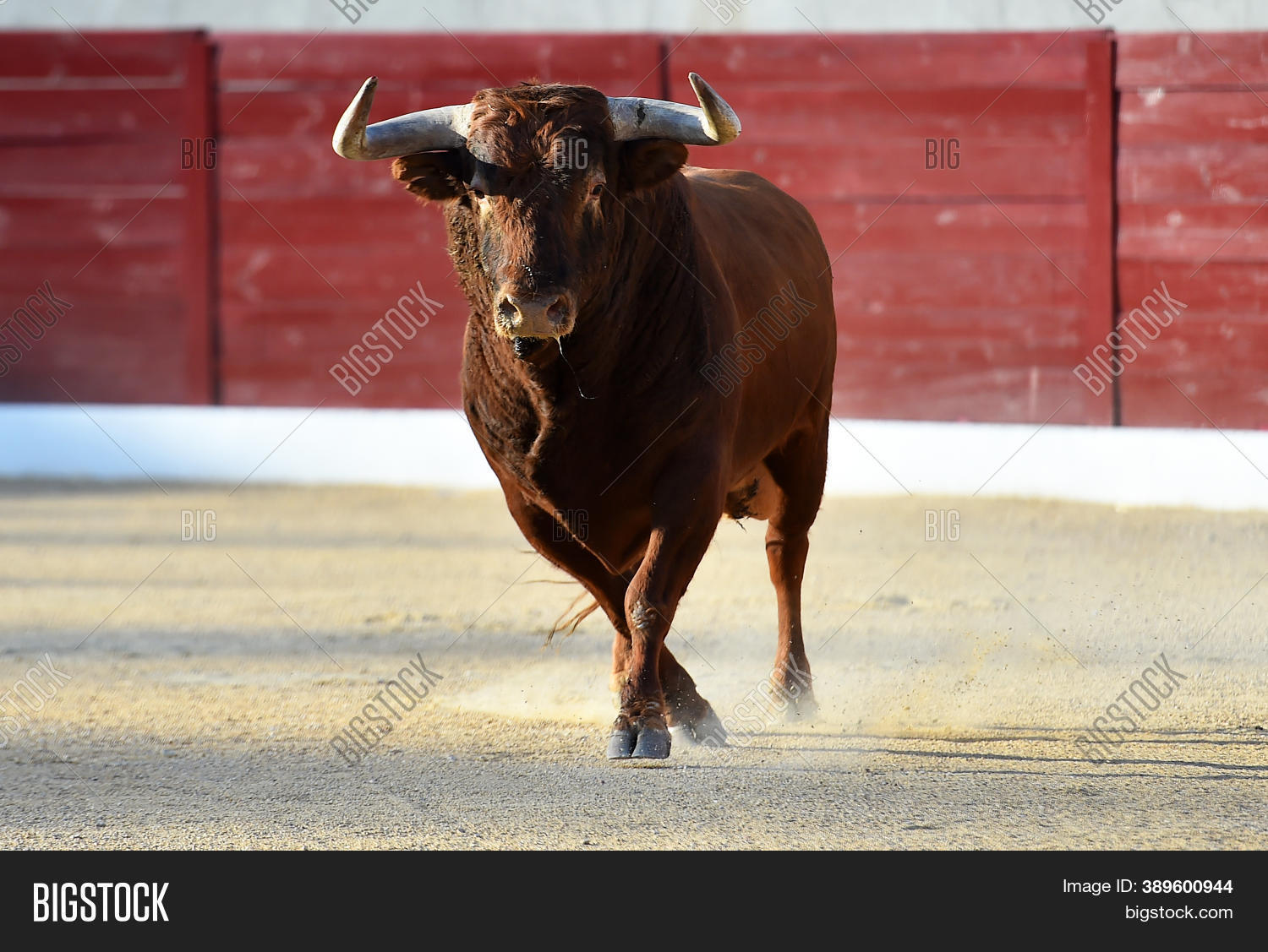 Strong Powerful Bull Image & Photo (Free Trial) | Bigstock