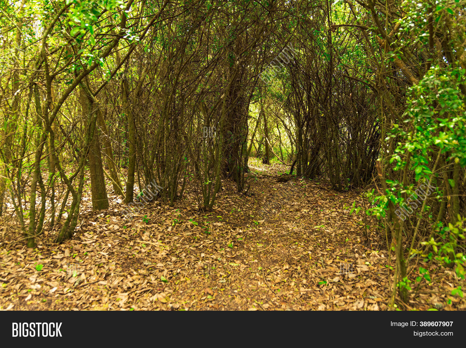 Beautiful Natural Park Image & Photo (Free Trial) | Bigstock