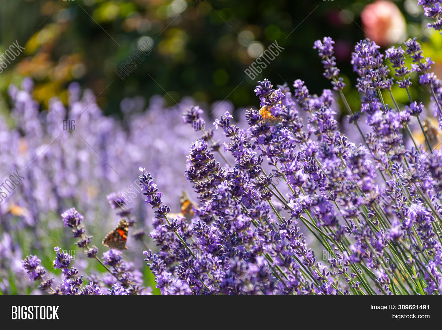 Background Lavender Image & Photo (Free Trial) | Bigstock