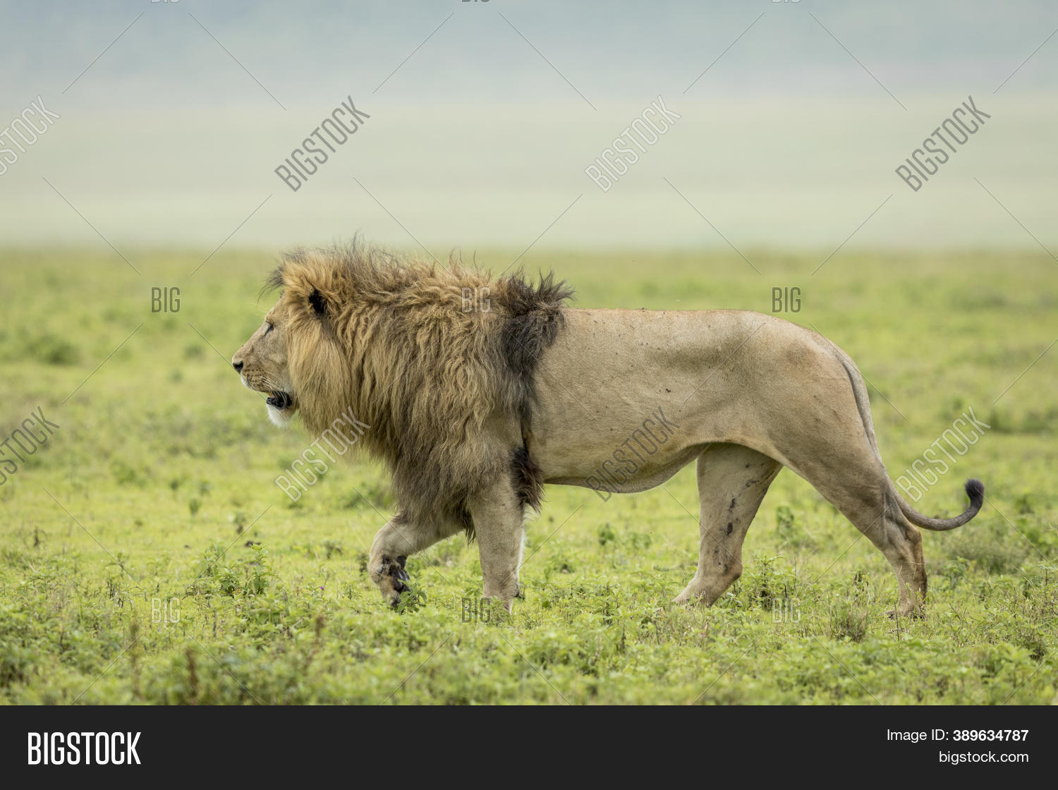 Male Lion Big Mane Image & Photo (Free Trial) | Bigstock