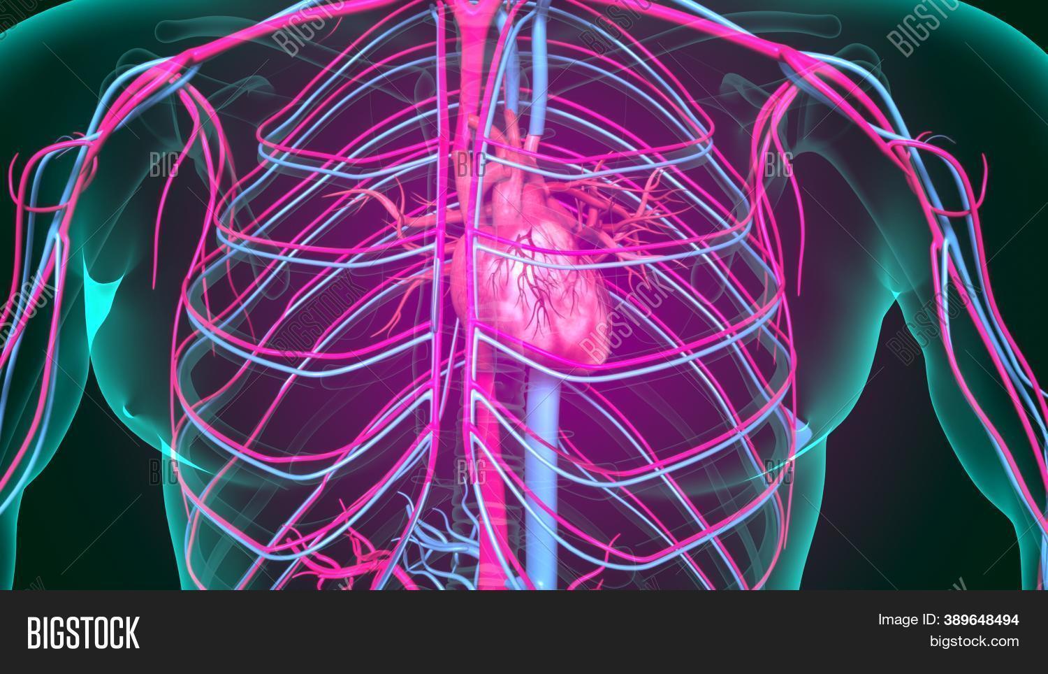 3d Illustration Human Image & Photo (Free Trial) | Bigstock