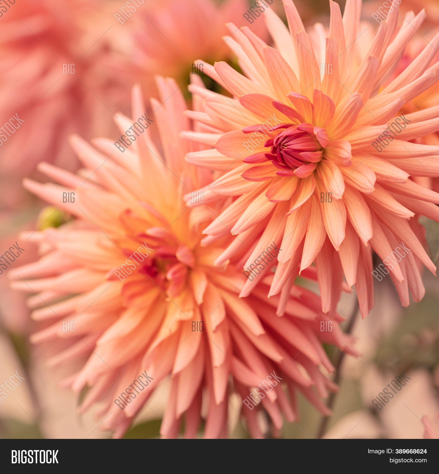 Large Dahlia Flower Image & Photo (Free Trial) | Bigstock