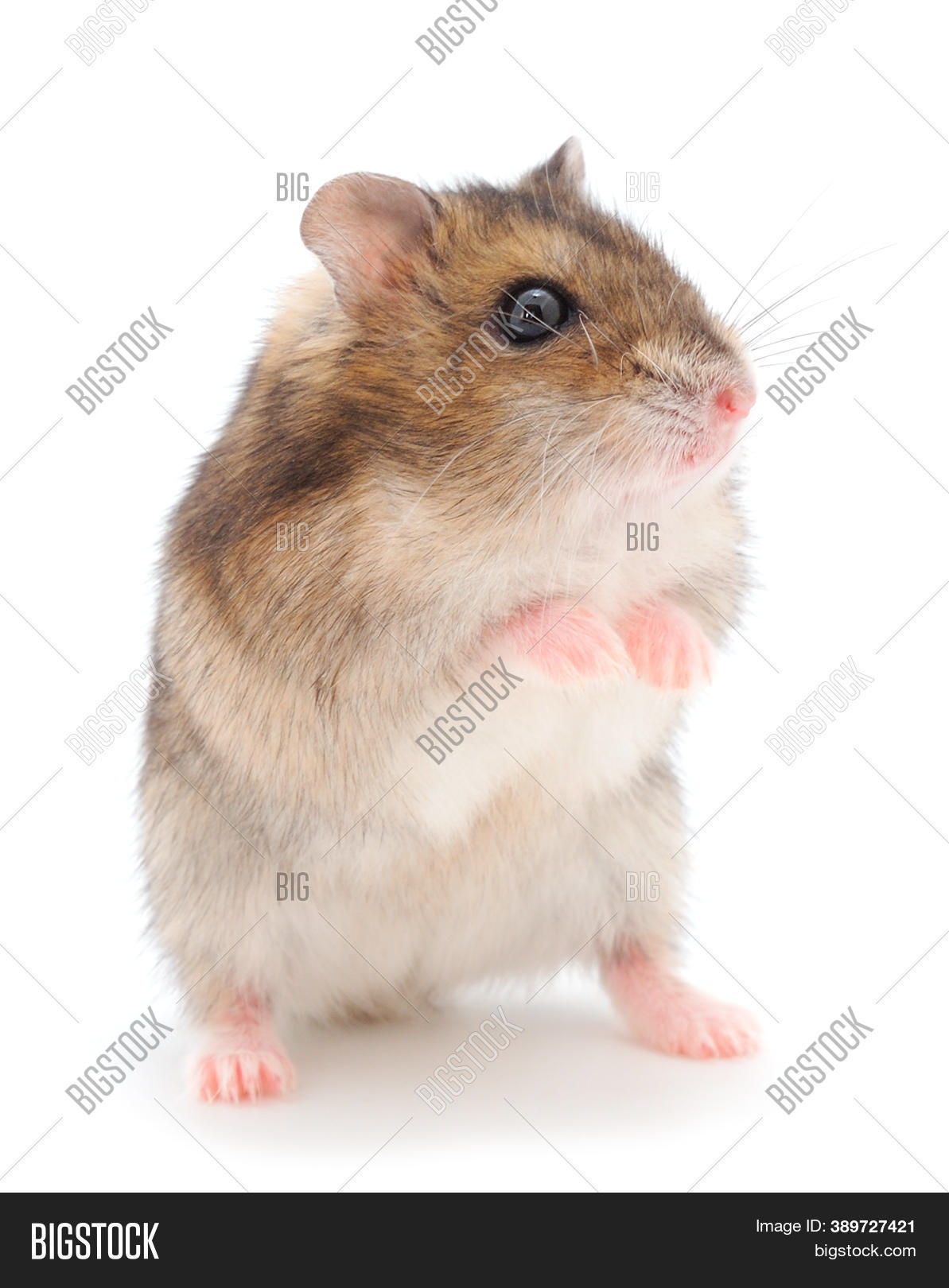 Dwarf Gray Hamster Image & Photo (Free Trial) | Bigstock