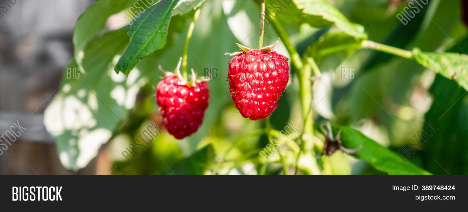Raspberry Plantation. Image & Photo (Free Trial) | Bigstock