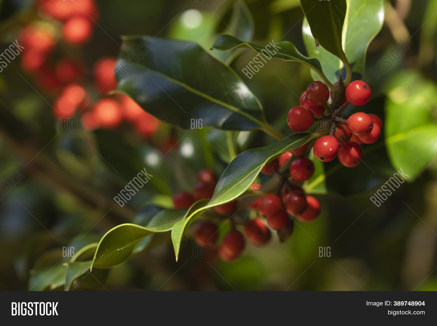 Wild Holly Natural Image & Photo (Free Trial) | Bigstock