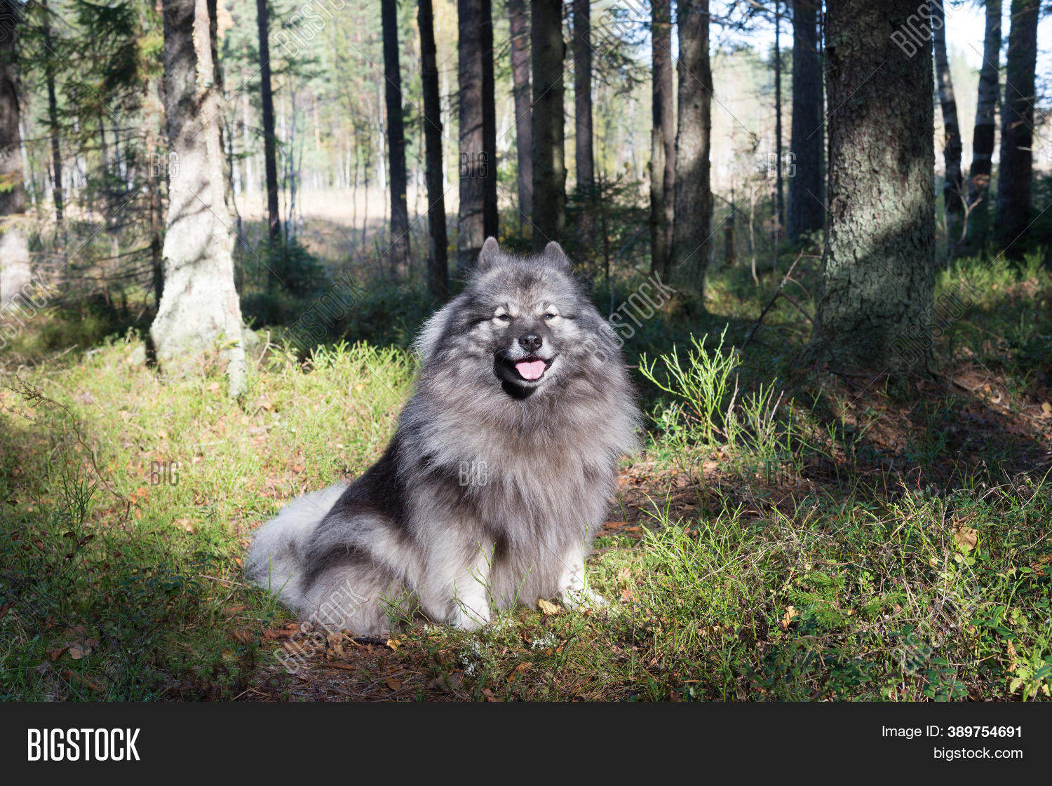 Smiling Keeshond On Image & Photo (Free Trial) | Bigstock