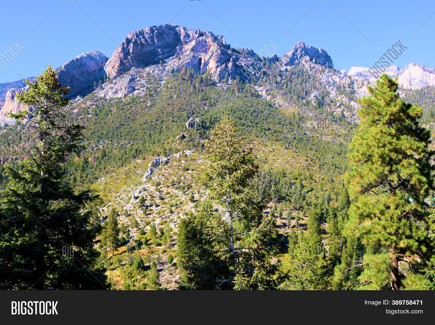 Pine Forest Alpine Image & Photo (Free Trial) | Bigstock
