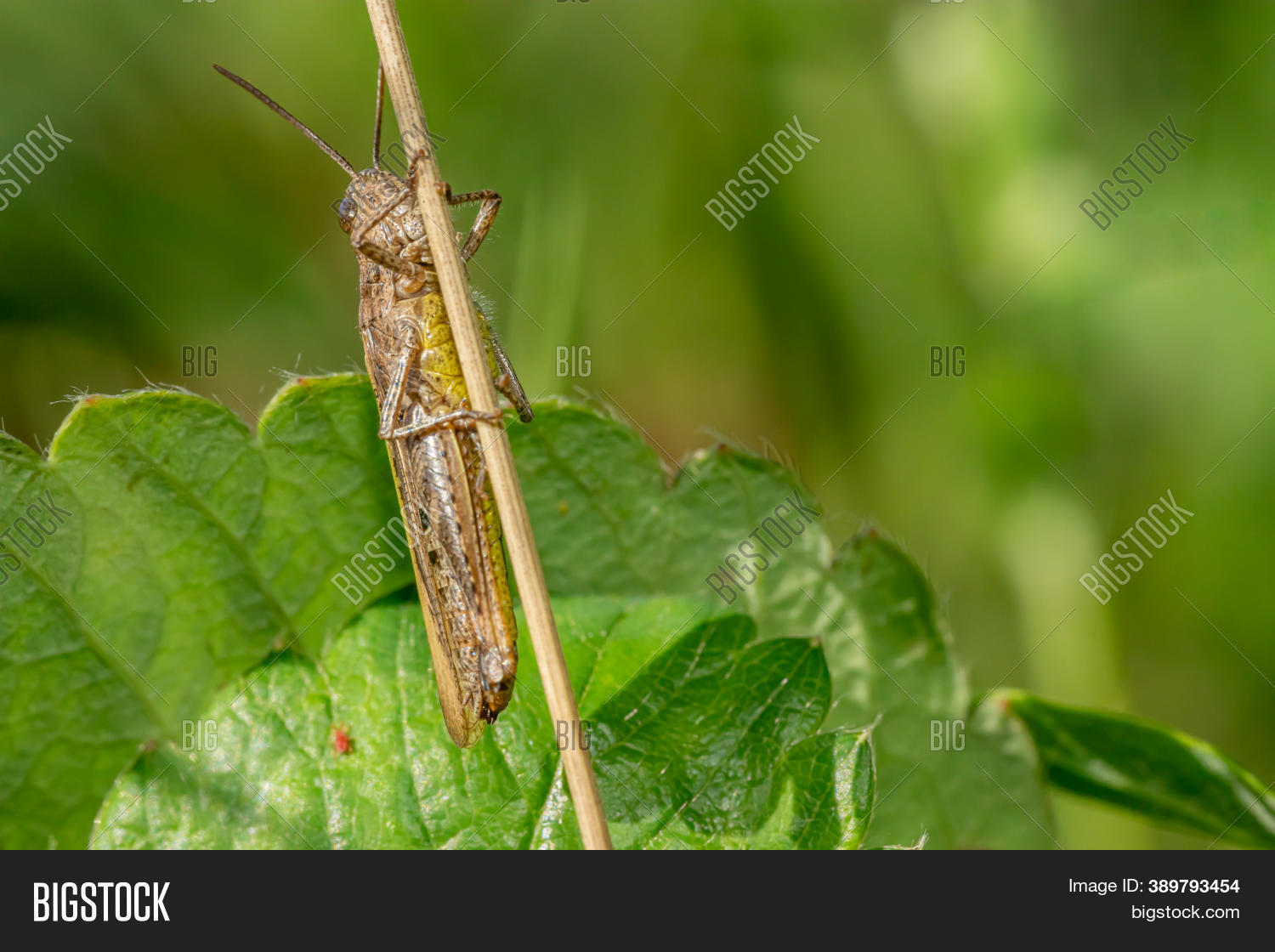 Close- Macro Locust ( Image & Photo (Free Trial) | Bigstock