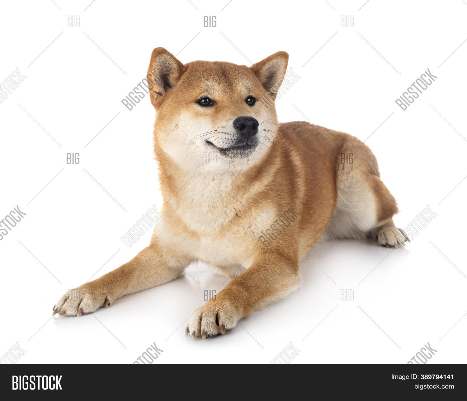 Shiba Inu Front White Image & Photo (Free Trial) | Bigstock
