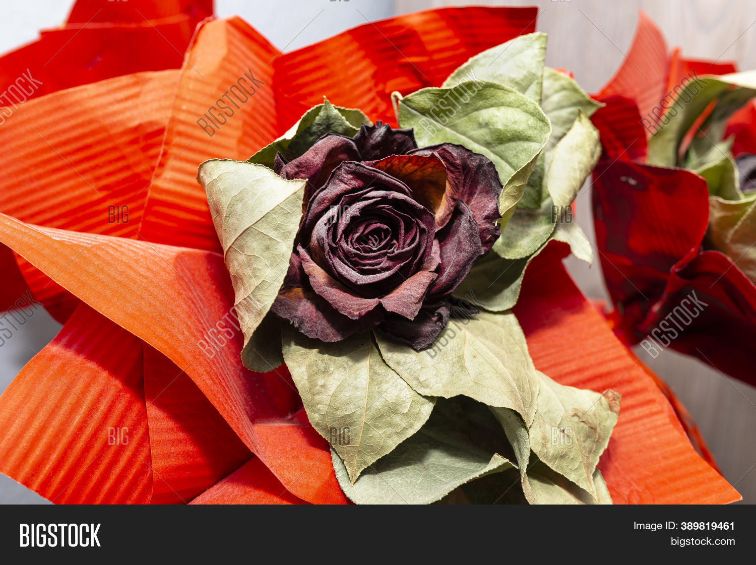 Withered Red Rose Image & Photo (Free Trial) | Bigstock