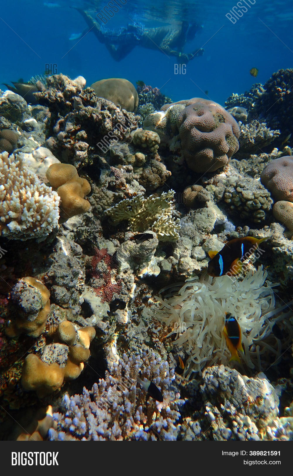 Coral Reef Egypt, Image & Photo (Free Trial) | Bigstock