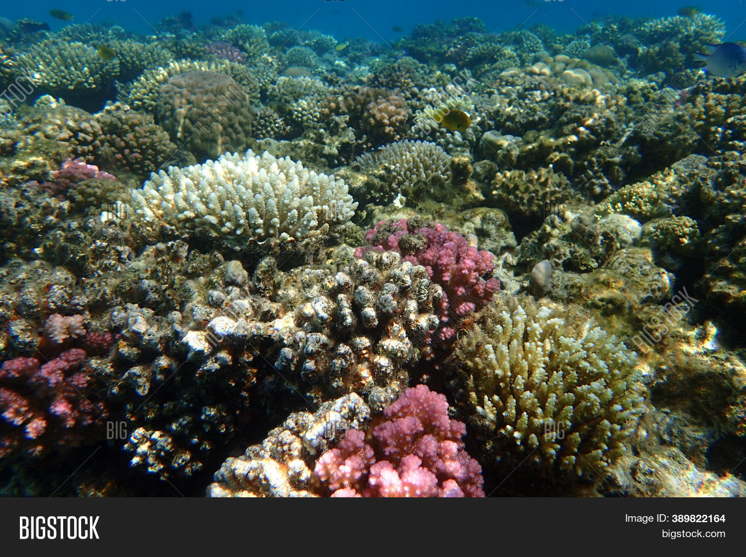 Coral Reef Egypt, Image & Photo (Free Trial) | Bigstock