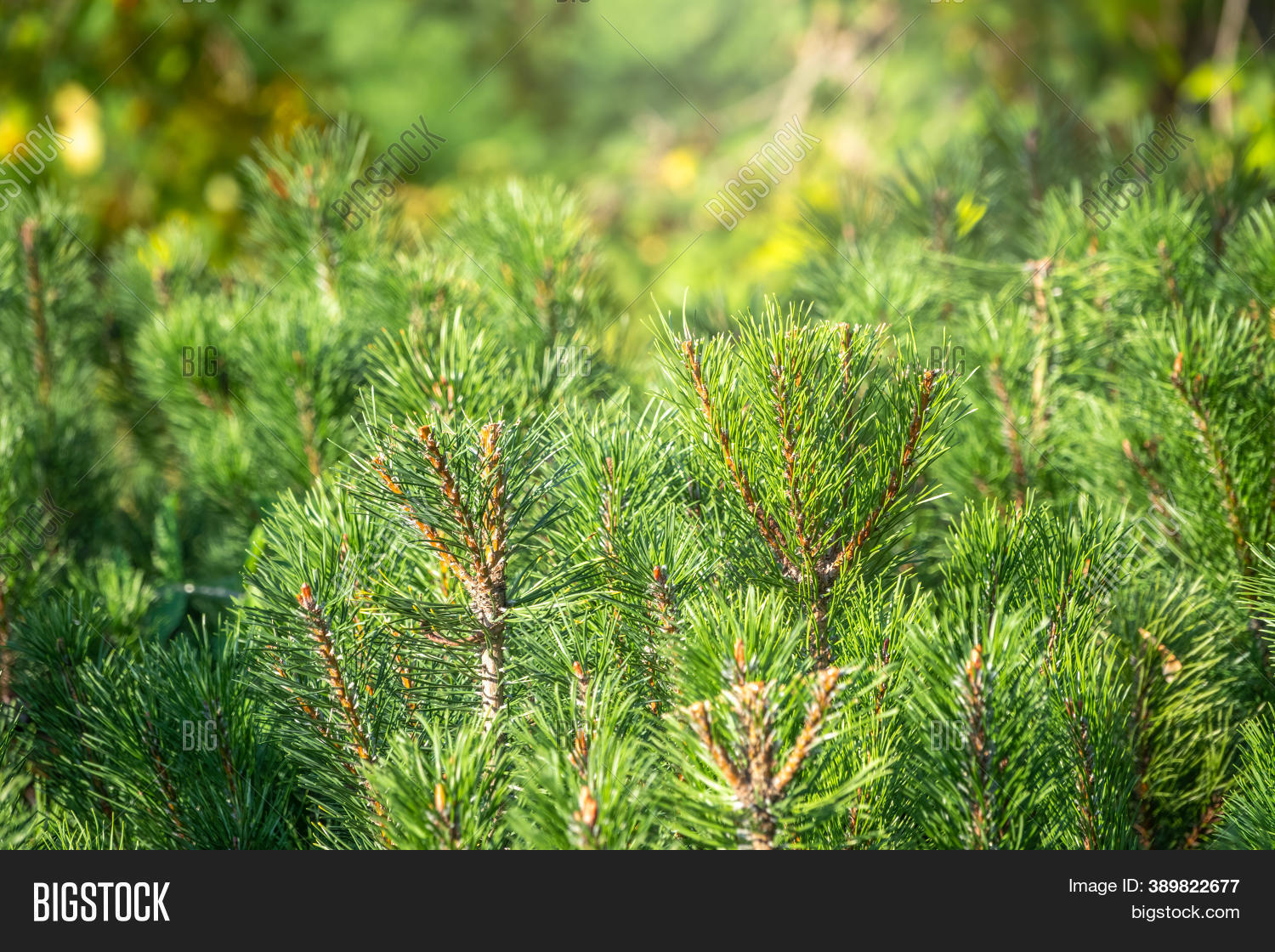 Young Green Pine Trees Image & Photo (Free Trial) | Bigstock