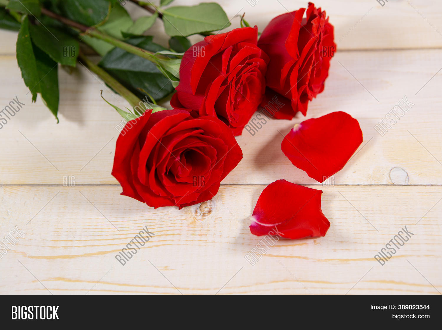 Bright Large Roses Image & Photo (Free Trial) | Bigstock