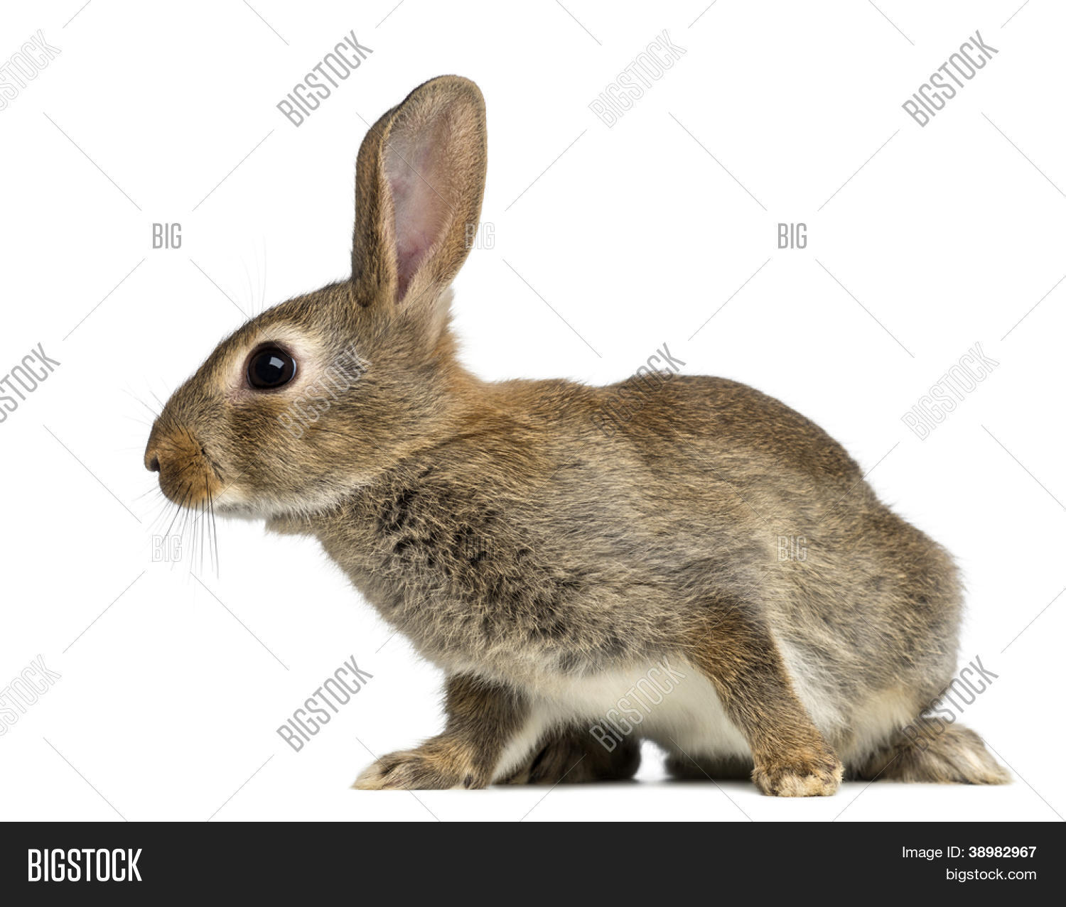 European Rabbit Common Image & Photo (Free Trial) | Bigstock
