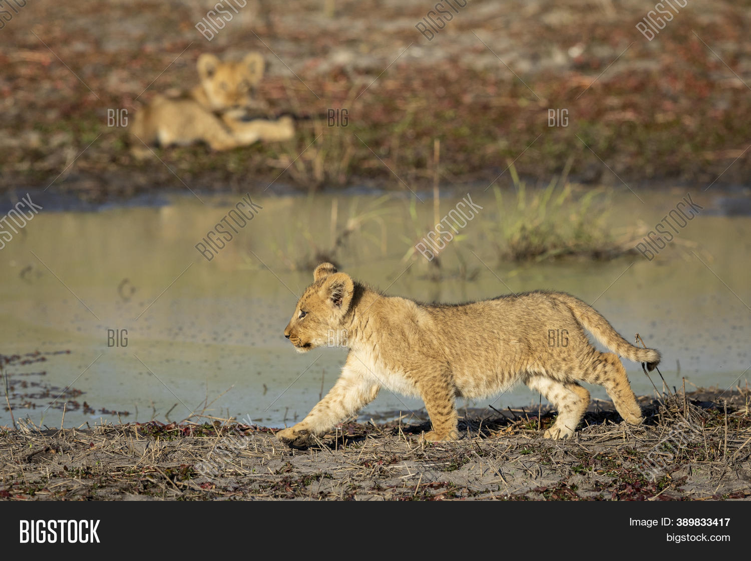 Lion Cub Walking Edge Image & Photo (Free Trial) | Bigstock