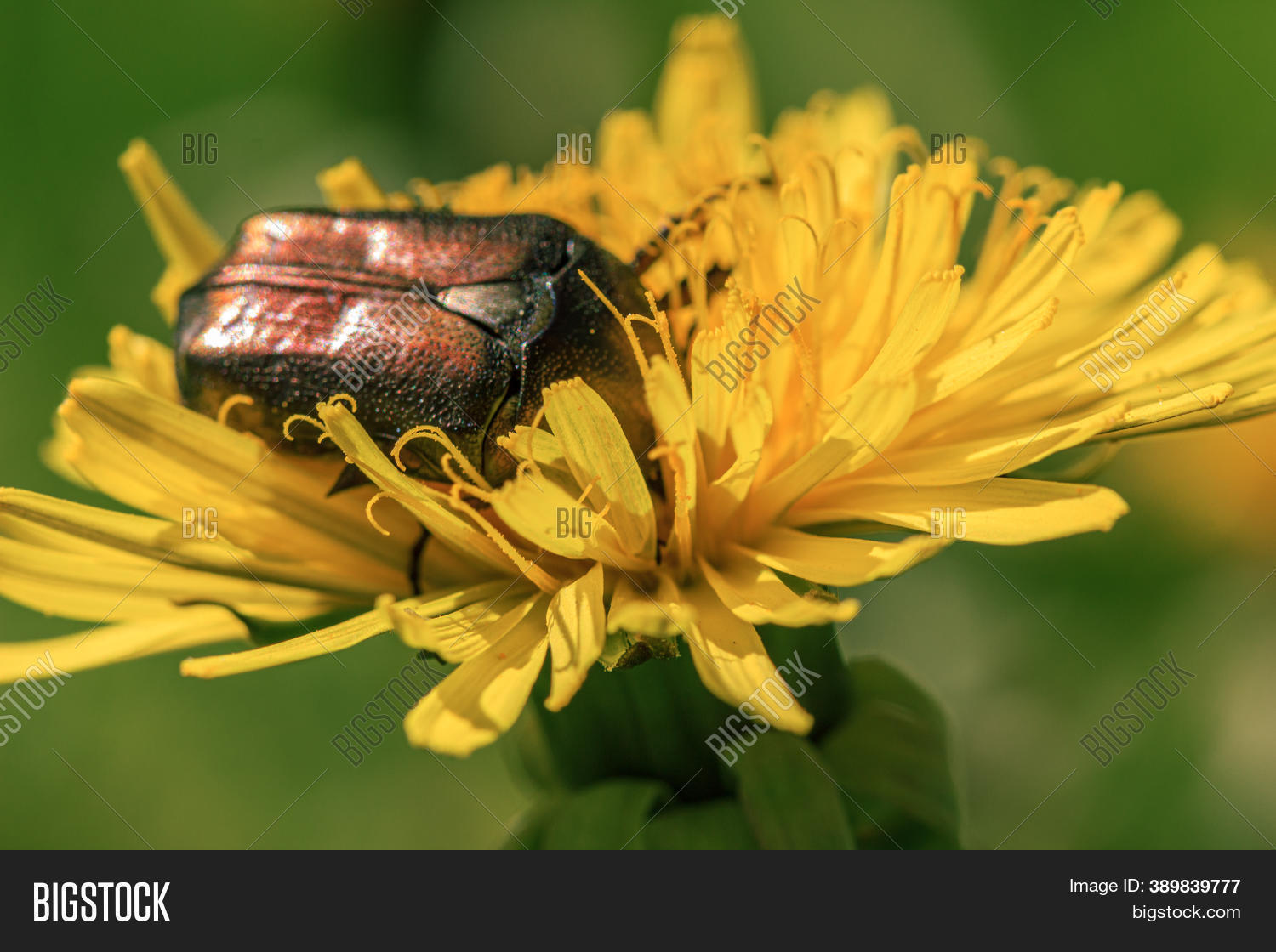 Brown Bug Cockchafer Image & Photo (Free Trial) | Bigstock