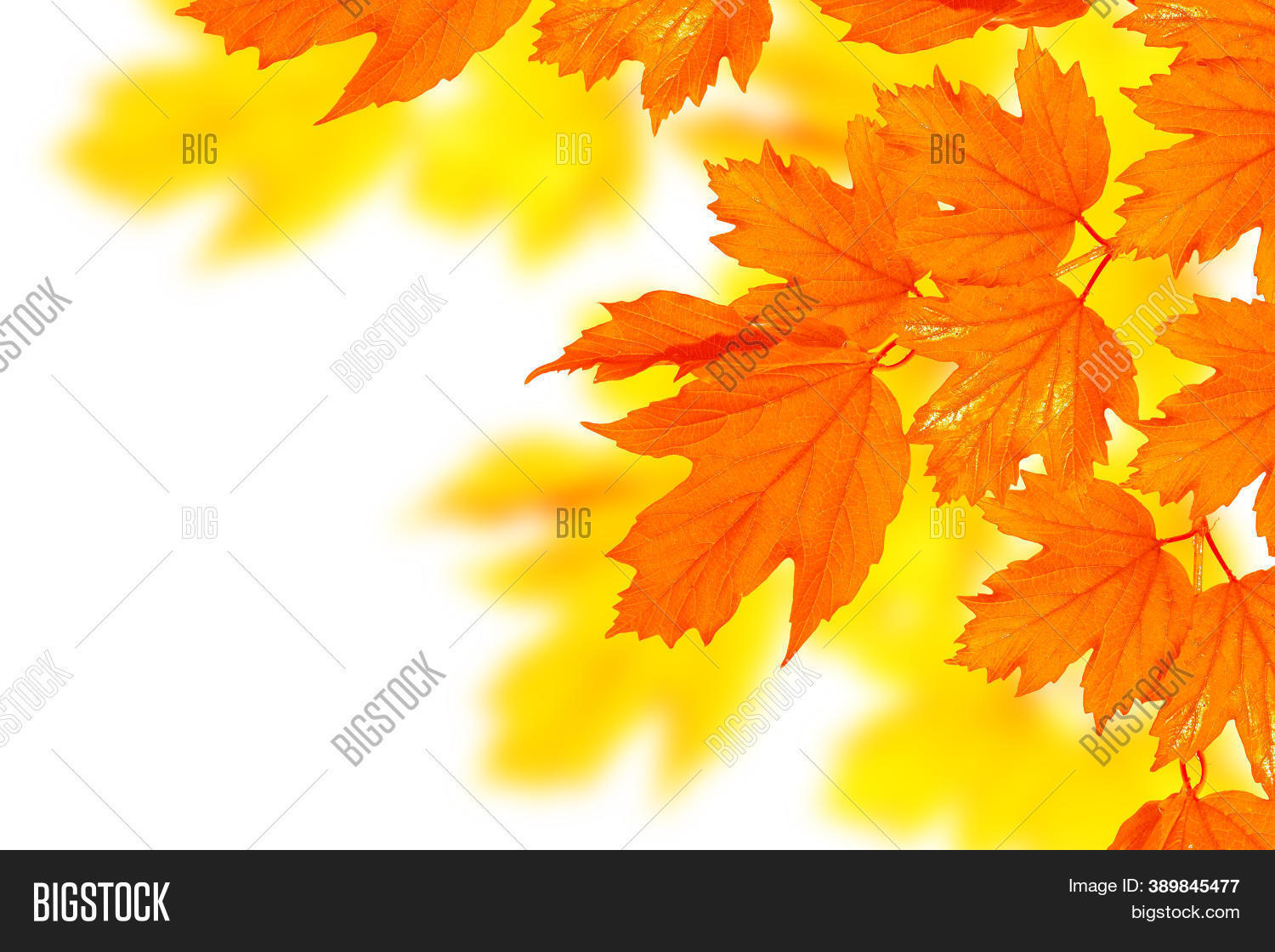 Bright Autumn Leaf On Image & Photo (Free Trial) | Bigstock