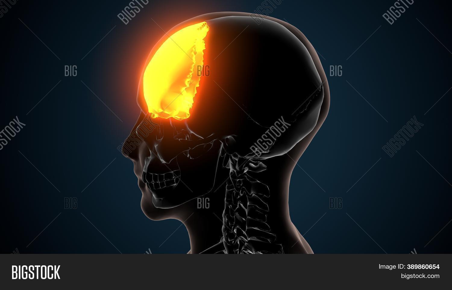 3d Illustration Human Image & Photo (Free Trial) | Bigstock