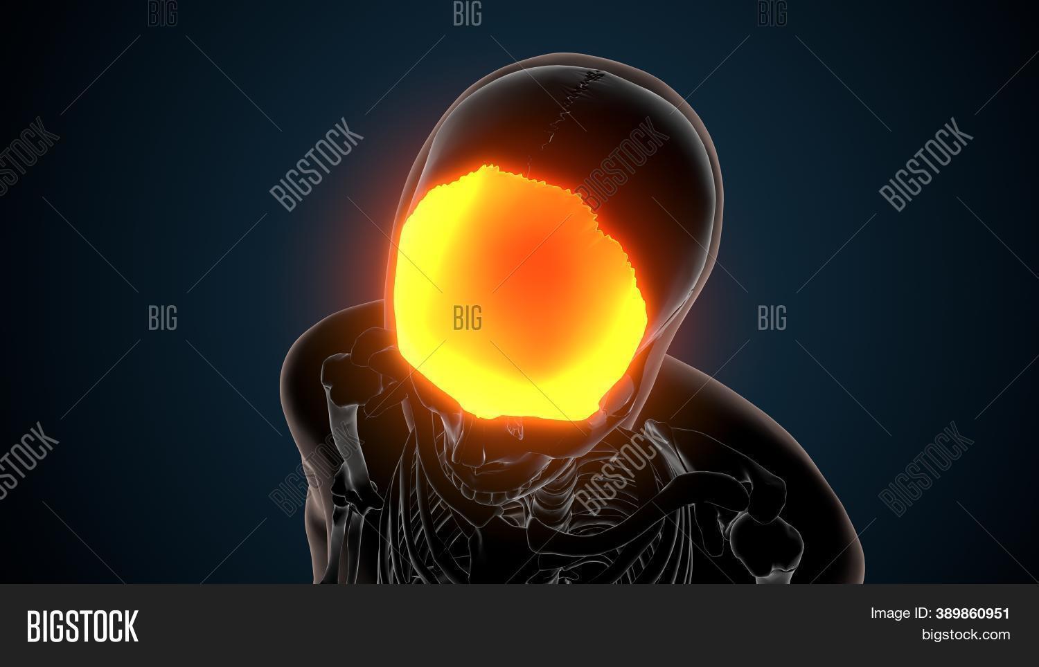 3d Illustration Human Image & Photo (Free Trial) | Bigstock