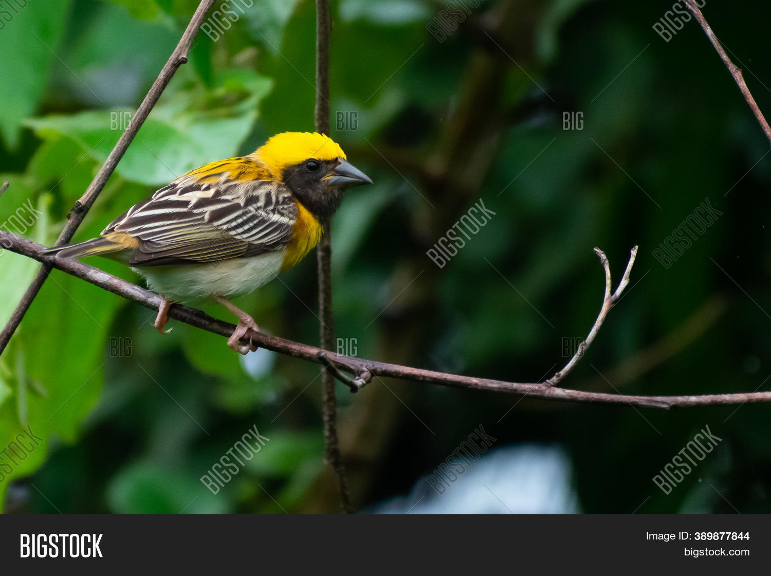 Baya Weaver Female Image & Photo (Free Trial) | Bigstock