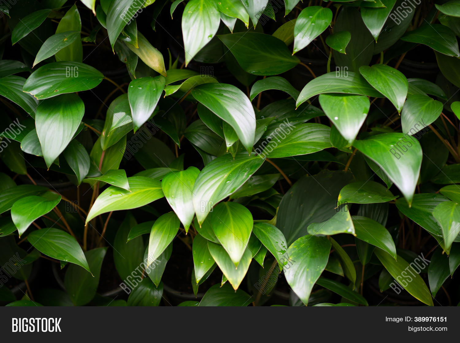 Green Leaf Texture Image & Photo (Free Trial) | Bigstock