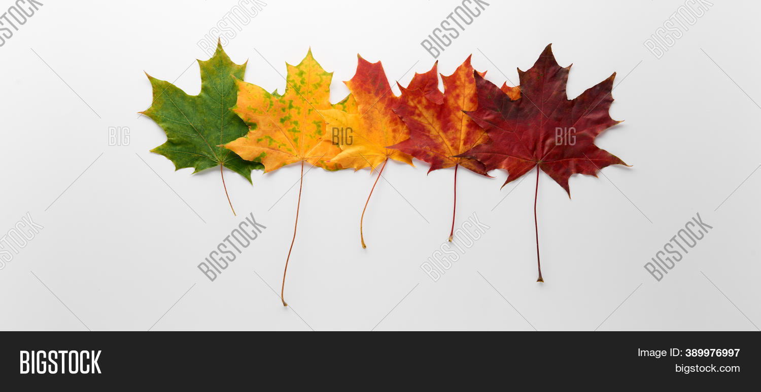 Gradient Autumn Leaves Image & Photo (Free Trial) | Bigstock