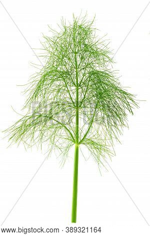 Fresh Wild Fennel Image & Photo (Free Trial) | Bigstock