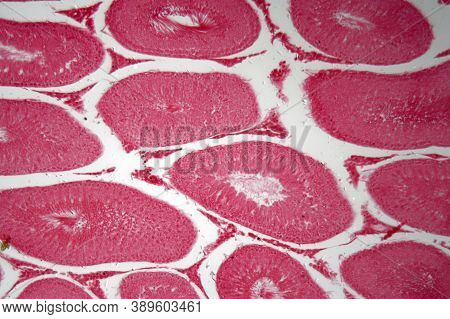Microscope Photo Cells Image & Photo (Free Trial) | Bigstock